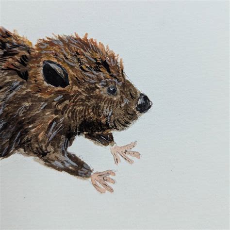 Aquarell Bild Kleiner Biber