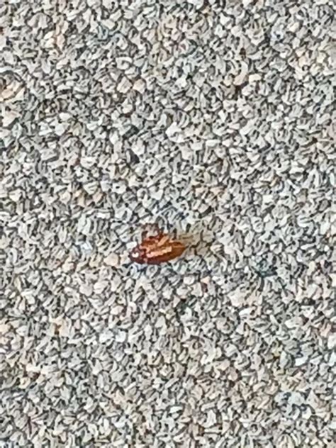 Ottawa Canada Found This In My Room Is It A Roach Egg Case I