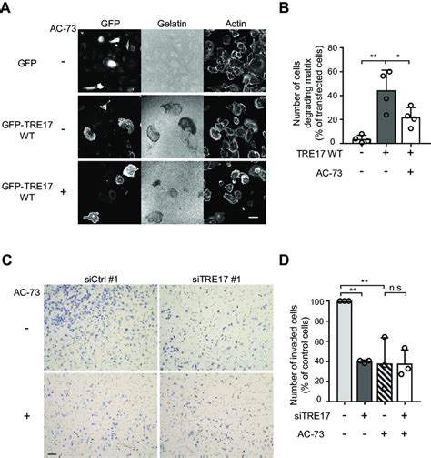Tre17 Promotes Cell Invasion Through Cd147 A And B Ht 1080 Cells
