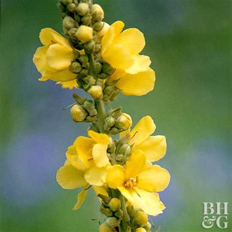 Mullein