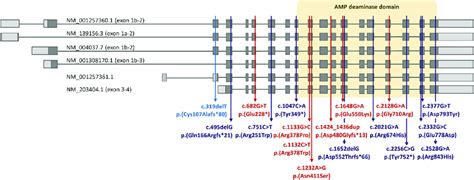 Schematic Representation Of The Exon Intron Structure Of Six Download Scientific Diagram
