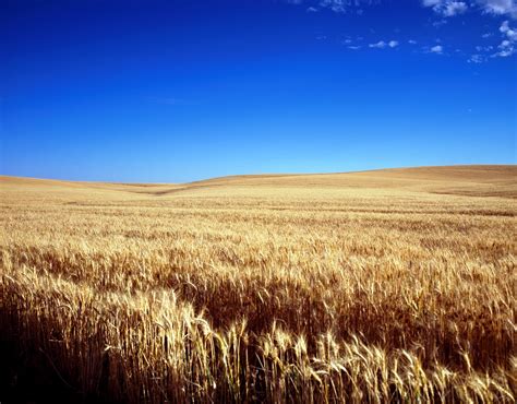 Cornfield Wheat Field Grain Free Photo On Pixabay