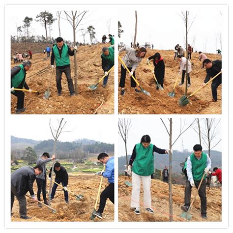 我院举办建设美丽林科院植树活动 江苏省林业科学研究院 省林科院 江苏林科院