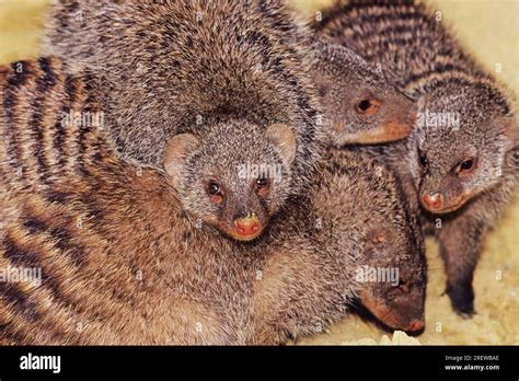 The Banded Mongoose Mungos Mungo Is A Mongoose Species Native From