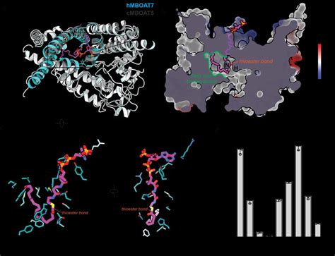 Arachidonyl Coa Accesses The Mboat7 Catalytic Chamber Via A Tunnel
