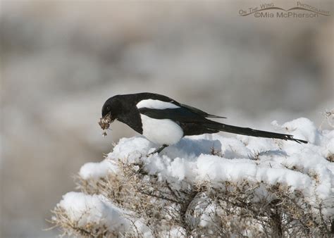 Black Billed Magpie Building A Nest After A Snow On The Wing Photography