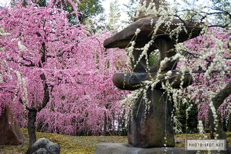 枝垂れ梅と苔の上に落ち椿城南宮ならではの美しきコントラスト 写真撮影スポット検索サイト