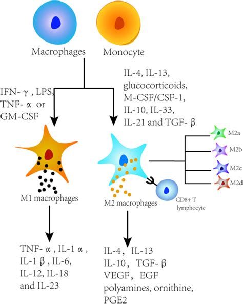 Role Of Chemokines In The Crosstalk Between Tumor And Tumor Associated