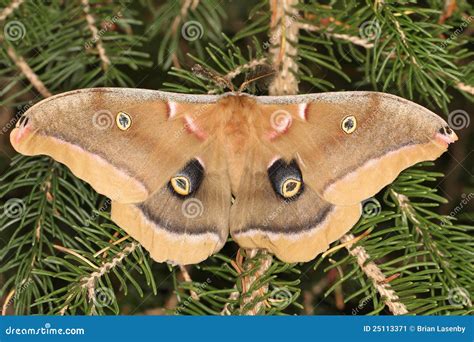 Polyphemus Moth Stock Image Image Of Brown Polyphemus 25113371
