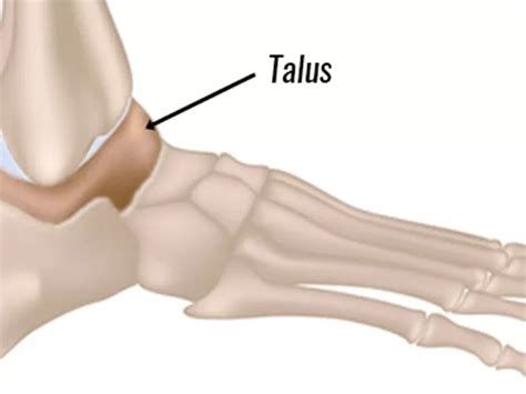 Talus Bone Labeled