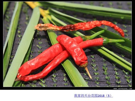志影画册全球首发 第二十三辑荐 Sevensem 志影网络