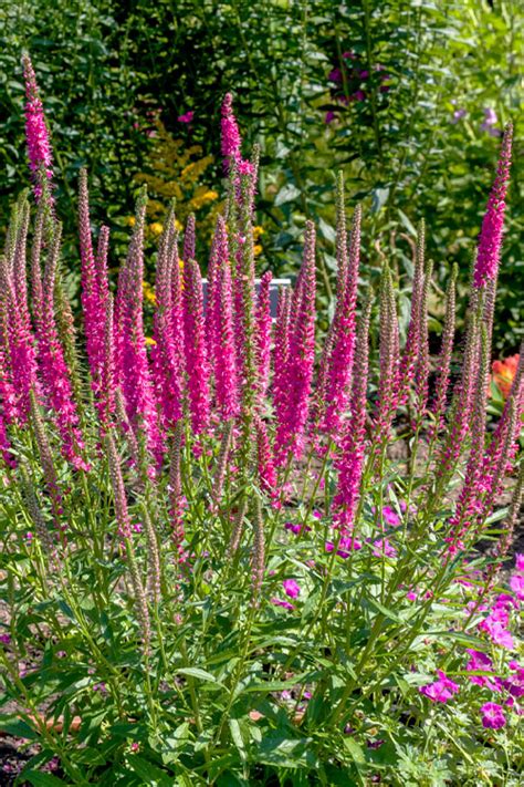 Buy Red Fox Veronica Speedwell Free Shipping Wilson Bros Gardens