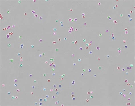 Algorithms Particletech