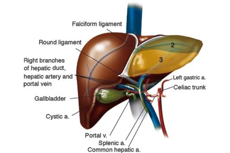 Orthotopic Liver Transplantation Surgical Techniques