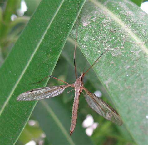 Tipula Tipula Bugguidenet