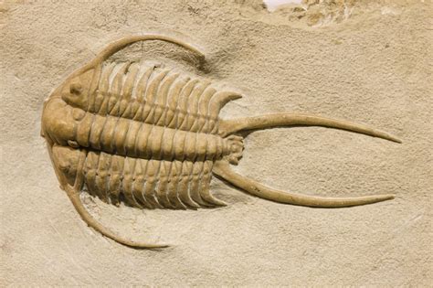 The Different Types Of Fossils Buy Baltic Amber Online
