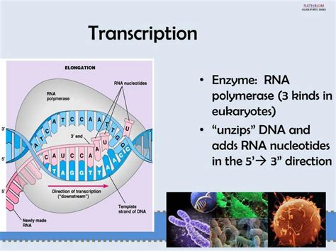 Rna Types And Functions Pptx
