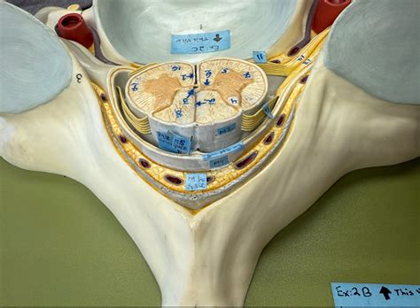 Lab 8 Exercise 2b Diagram Quizlet