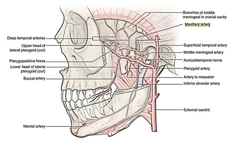 Easy Notes On 【maxillary Artery】learn In Just 4 Minutes