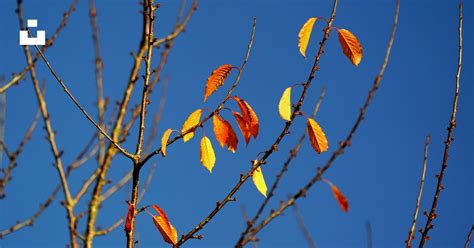 오렌지 잎이있는 나무 사진 Unsplash의 무료 이미지