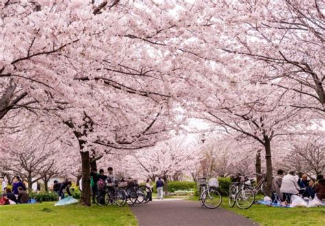 Significado De La Flor De Cerezo O Sakura En Japón 】 ⛩️