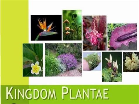 Classifications Of Pteridophytes Pptx