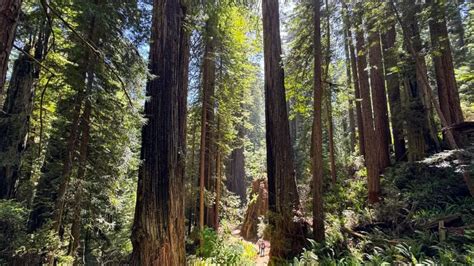Camping In Redwood National Park The Best Sites Time Of Year To Go