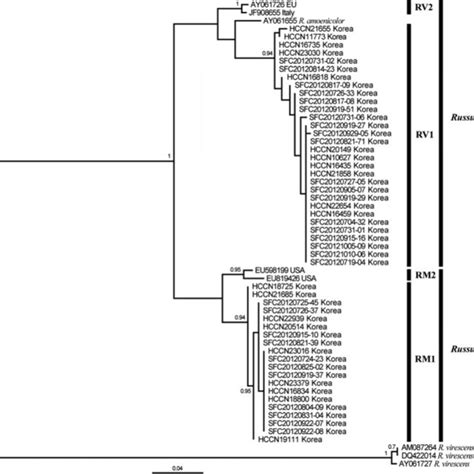bayesian consensus tree 50 majority rule inferred from sequences of