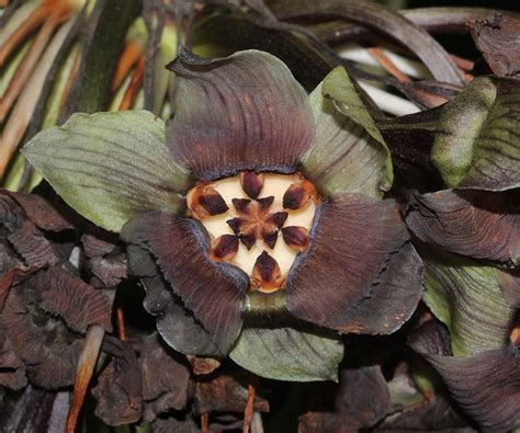 Australian Dioscoreaceae