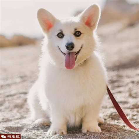 科普柯基犬的所有颜色分类 知乎