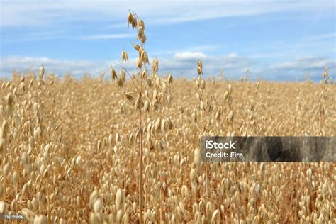 푸른 하늘을 배경으로 여름날 농사밭에서 수확할 준비가 된 귀리 곡물 식물학에 대한 스톡 사진 및 기타 이미지 식물학 오트
