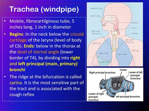 Ppt The Larynx Trachea And Bronchi Powerpoint Presentation Free