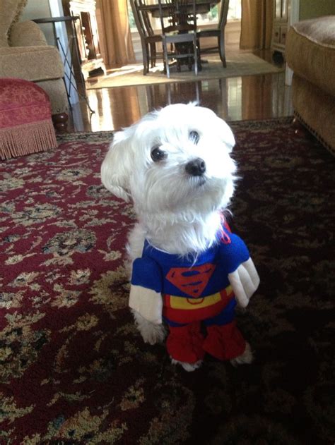 Super dog | Dogs, Animals, Super