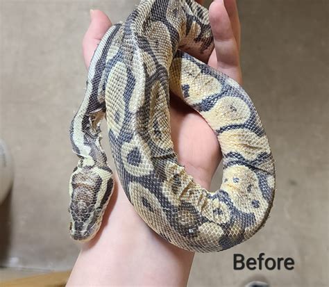Adopted Python Regius Ball Python Honeycomb Pytregius