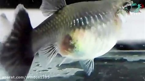 زایمان ماهی گوپی