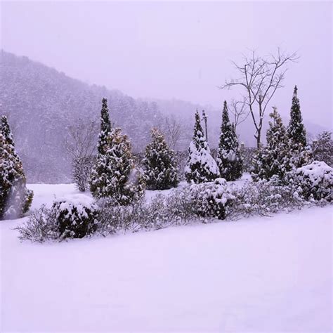 함박눈이 내리고 있는 숲 속 정원 풍경 영상 가평 스위스마을 눈 내리는 소리
