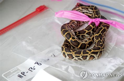초대형 비단뱀 북진에 美플로리다 비상포상금에 매년 대회도 나무뉴스