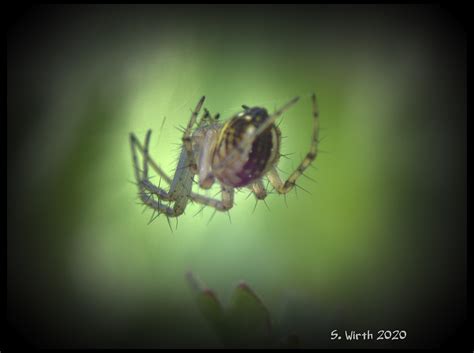 Linyphiid Spider Neriene Sp On Behance