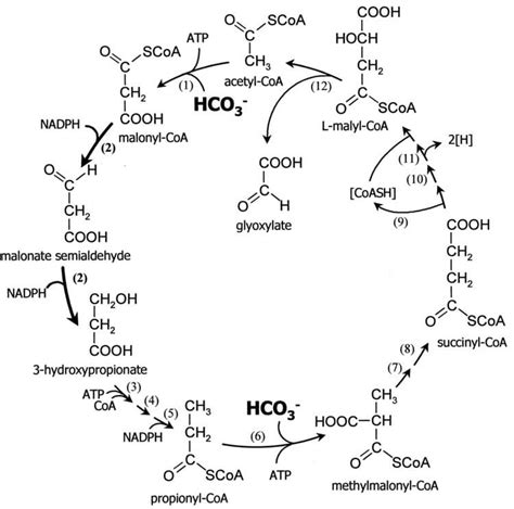 Malonyl Coa Alchetron The Free Social Encyclopedia