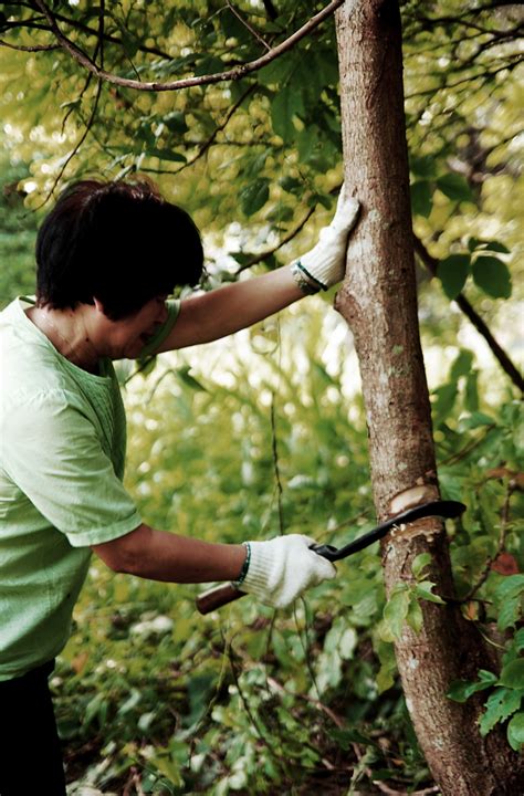 Tree Felling Proposal PlantRoom
