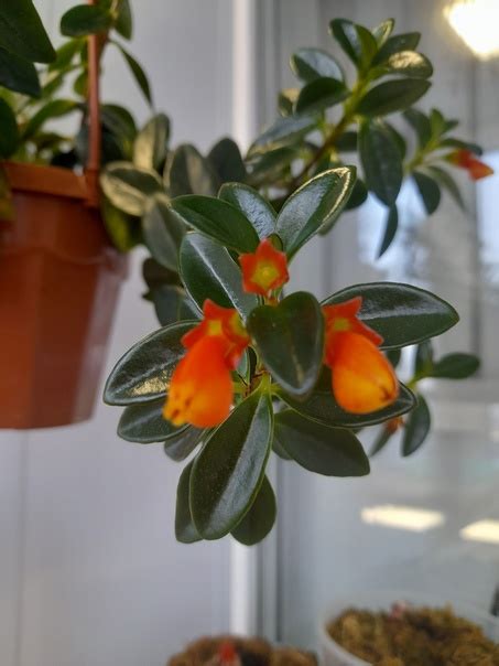 Нематантус Золотая рыбка, Тропикана по 100 руб, с/з, писать только в ...