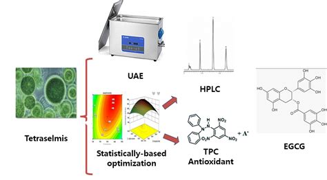 Molecules Free Full Text Optimization Of Ultrasound Assisted