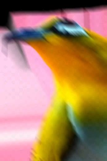 Kicau Nusantara Irbad Id • Instagram Photos And Videos