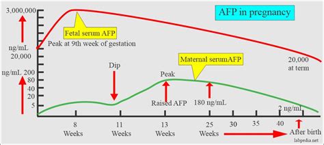 Alpha Fetoprotein Maternal AFP α1 Fetoprotein and its Significance Labpedia net