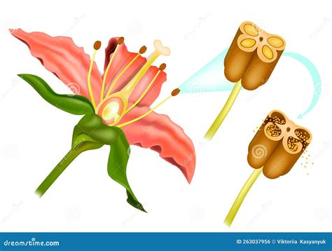 Stem Flower Cross Section Anatomy Of Plant Sexual Reproduction In Flowering Plants Structure