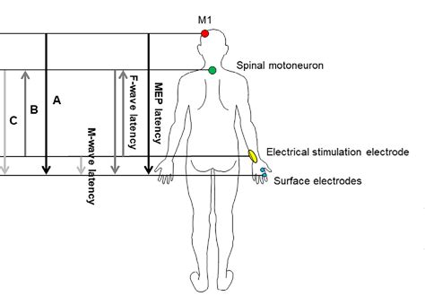 Figure 2 From Somatosensory Inputs Induced By Passive Movement Facilitate Primary Motor Cortex