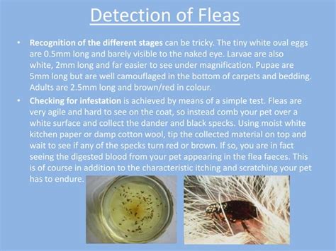 Understanding Fleas PPTX