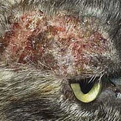 Is Miliary Dermatitis In Cats Curable Diy Seattle