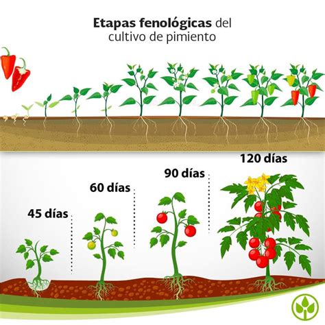 Etapas Fenológicas Del Cultivo De Agroforestales C A Facebook