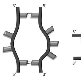 AA Loop Instance Schematic Representation Of The Secondary Structure Download Scientific